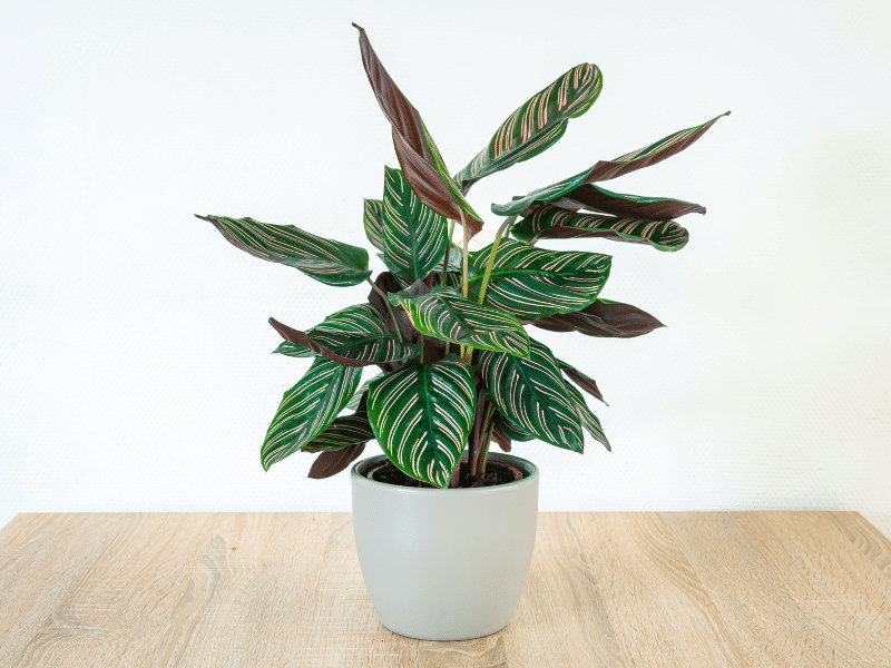Unlock the Secrets of Prayer Plant Care: A Guide for Beginners