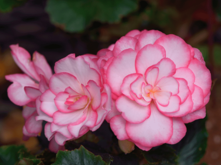 Grow Gorgeous Rieger Begonias: Tips & Tricks for Success!