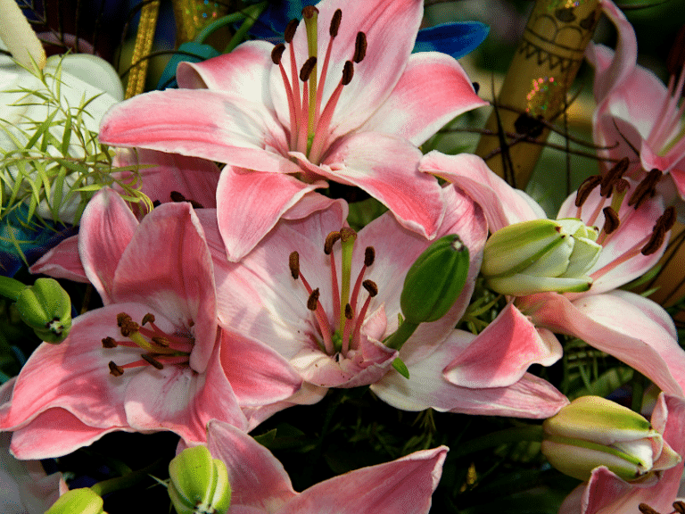 Grow and Care for Stargazer Lilies: A Guide for Gardeners