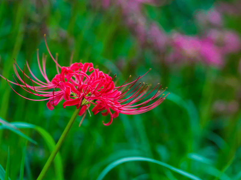 Grow and Care for Red Spider Lilies: A Guide for Gardeners