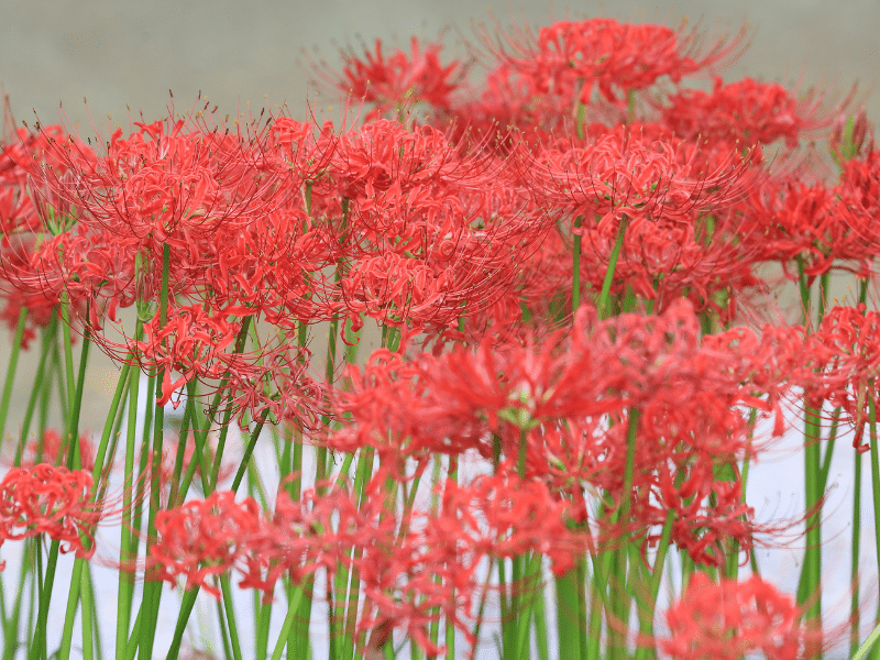 Grow and Care for Red Spider Lilies: A Guide for Gardeners