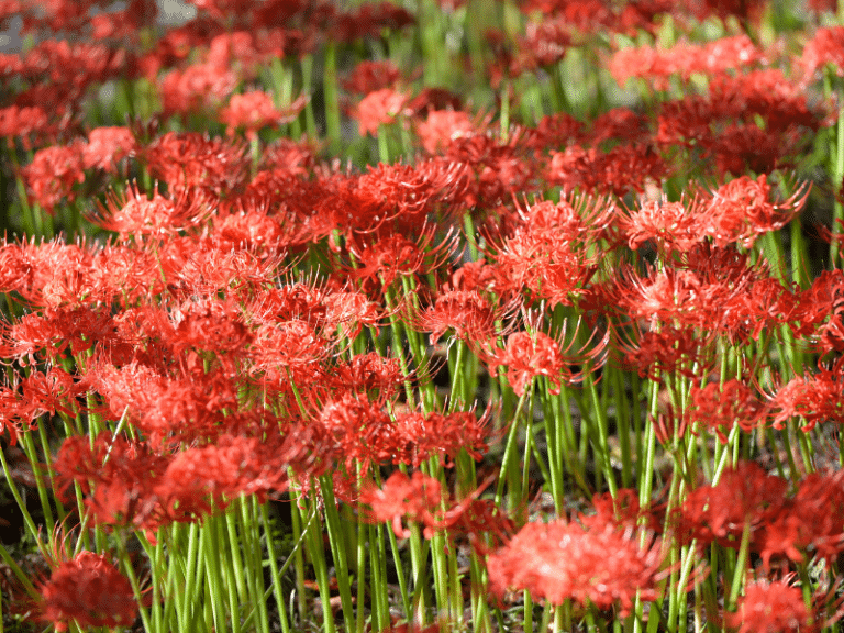 Grow and Care for Red Spider Lilies: A Guide for Gardeners