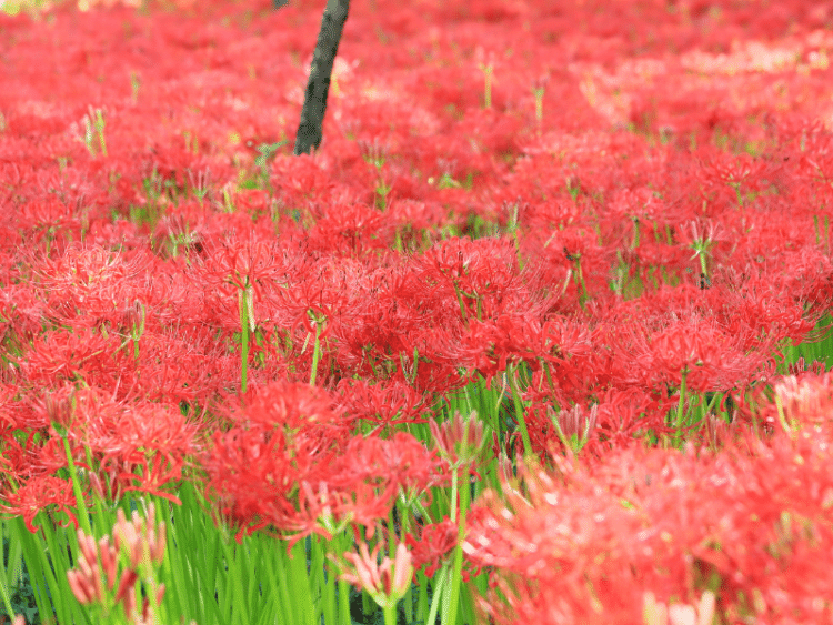 Grow and Care for Red Spider Lilies: A Guide for Gardeners