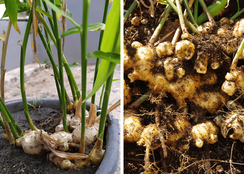Grow Your Own Ginger Plant: A Step-by-Step Guide
