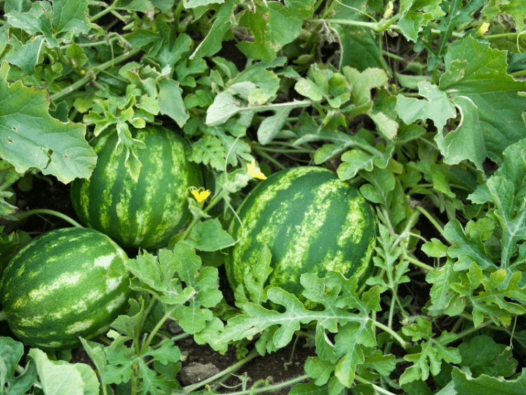 Best Watermelon Companion Plants And Which 6 To Avoid!
