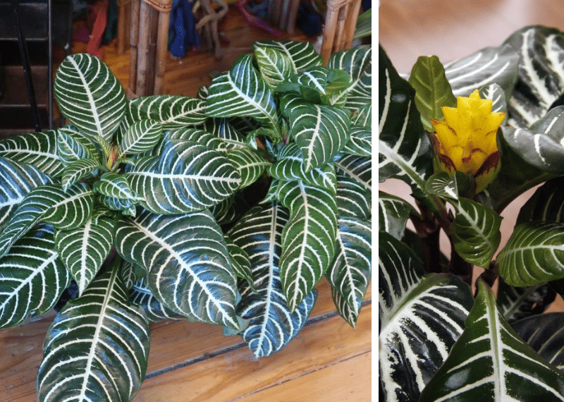 How to Grow and Care for a Zebra Plant Indoors