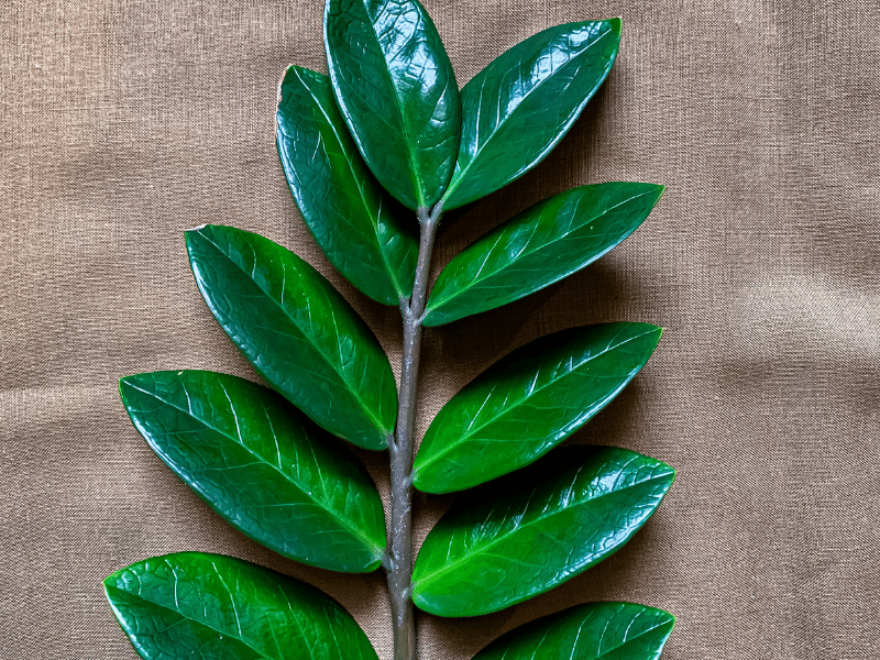 How to Propagate Your ZZ Plant: A Step-By-Step Guide