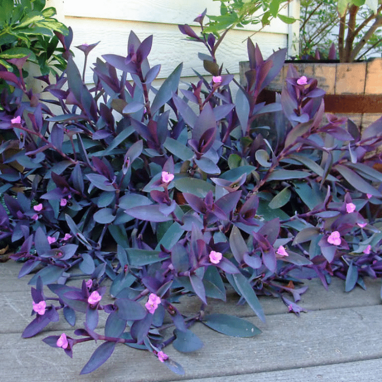 How to Grow and Care For Purple Heart Plant