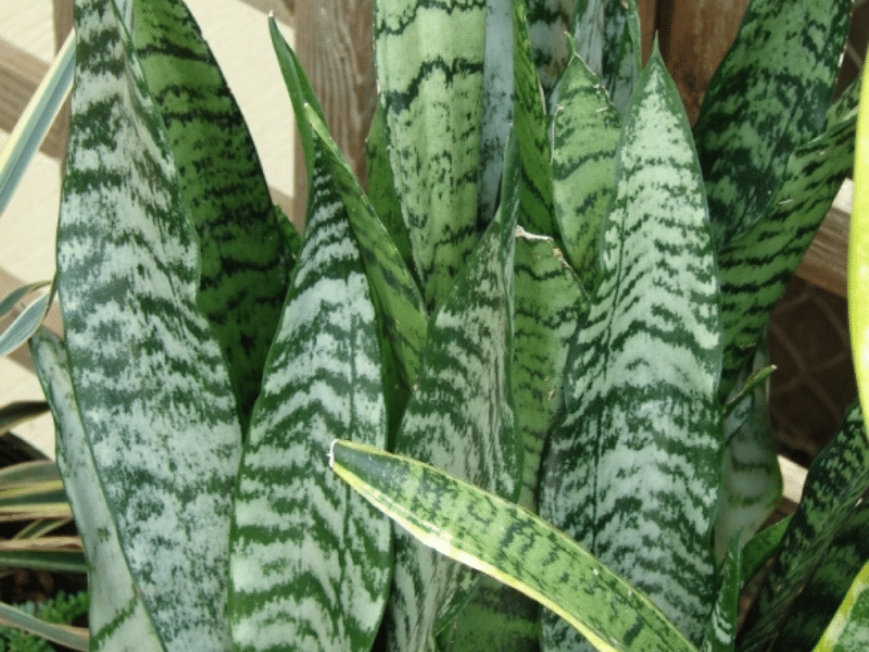 6 Beautiful White Snake Plant Varieties Worth Growing