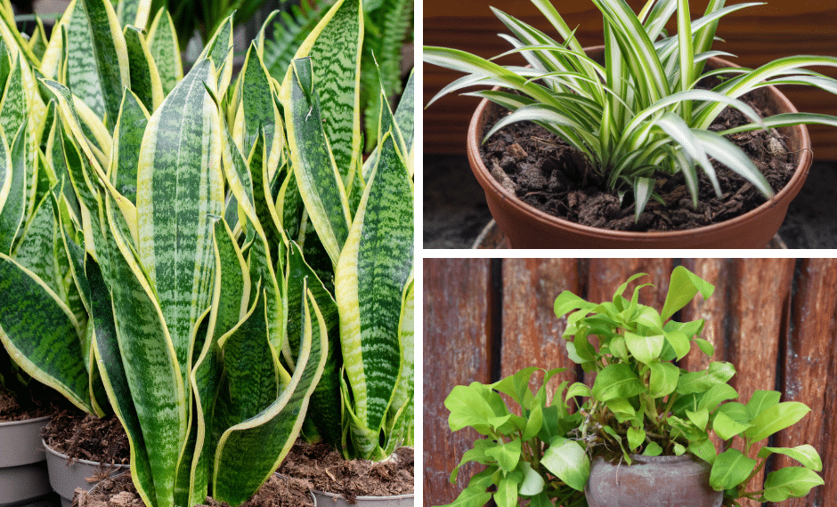 Best Houseplants to Propagate Within a Month (Fast Multiplying Indoor ...