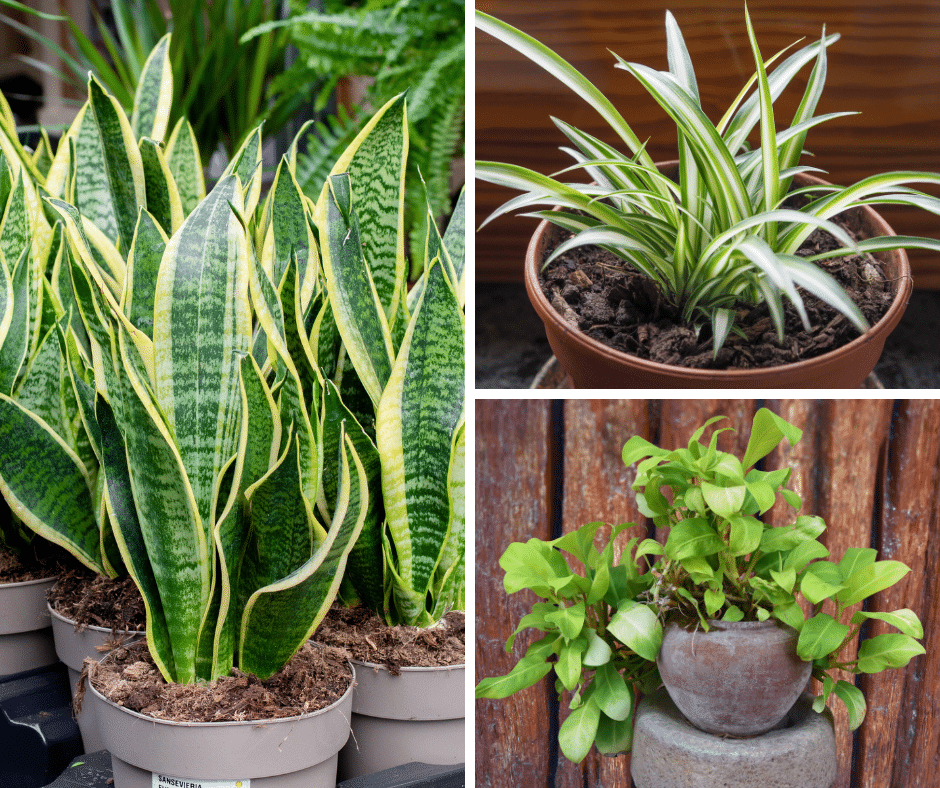 Best Houseplants to Propagate Within a Month (Fast Multiplying Indoor ...