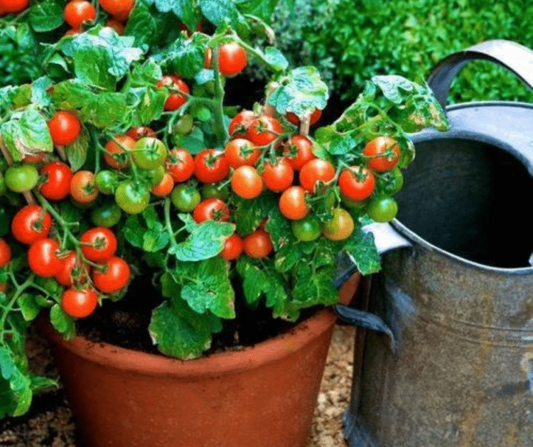 20 Most Productive Vegetables for Containers | Best Vegetables for Pots