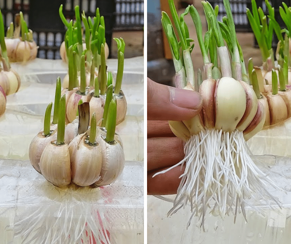 Special Trick to Root Garlic Quickly & Have Unlimited Supply