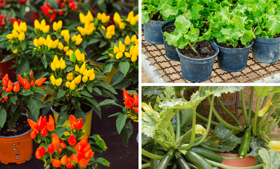 20 Most Productive Vegetables for Containers | Best Vegetables for Pots