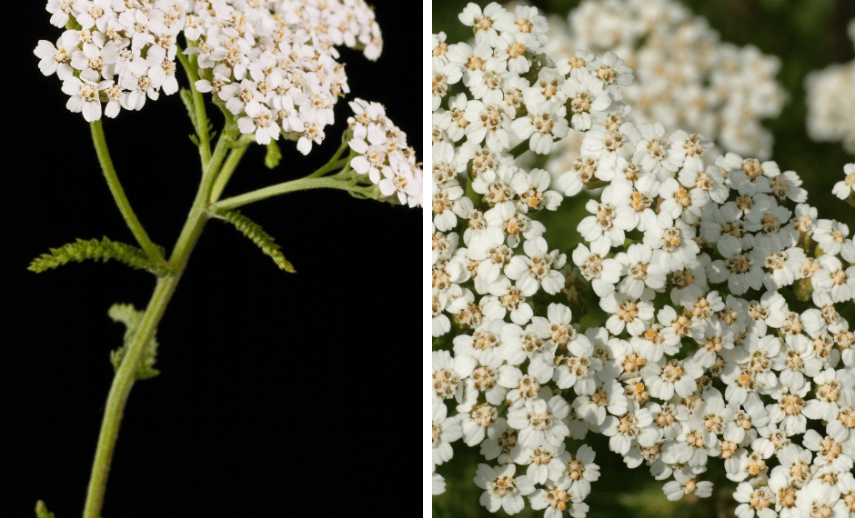 The Many Uses and Benefits of Yarrow: A Healing Herb