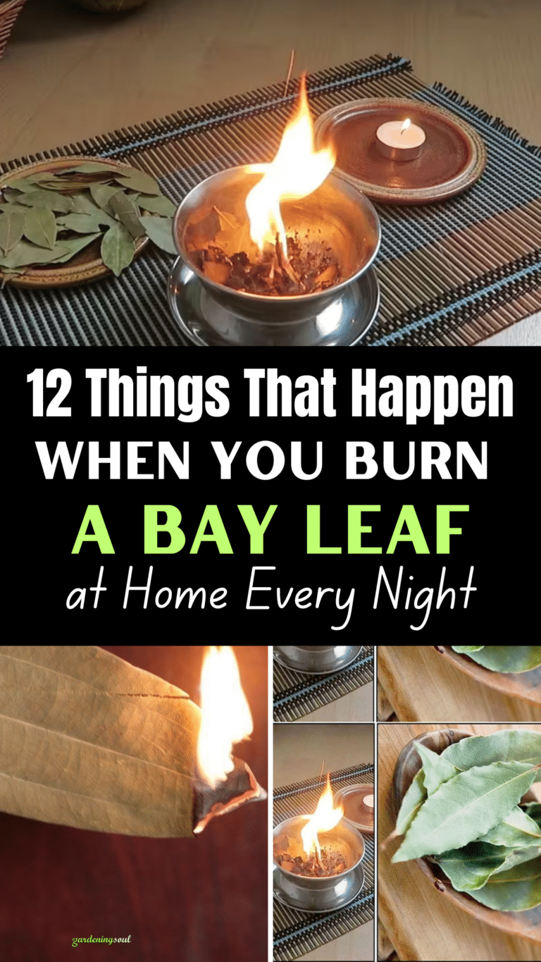 12 Things That Happen When You Burn a Bay Leaf at Home Every Night