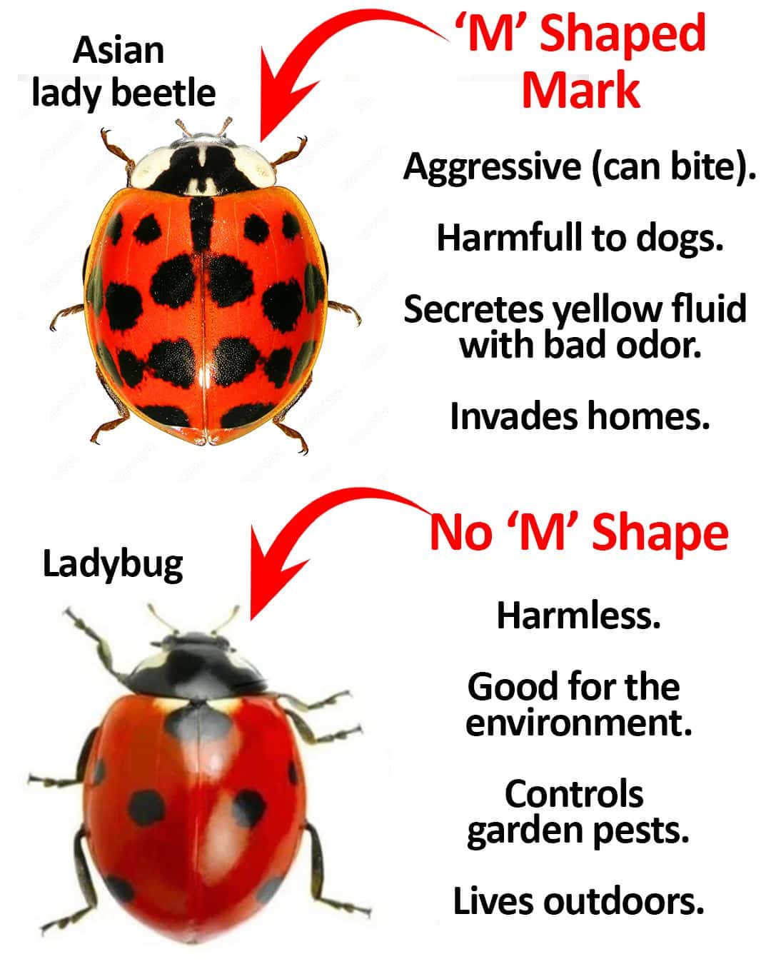Why Ladybugs Are The Secret Weapon Your Garden Needs