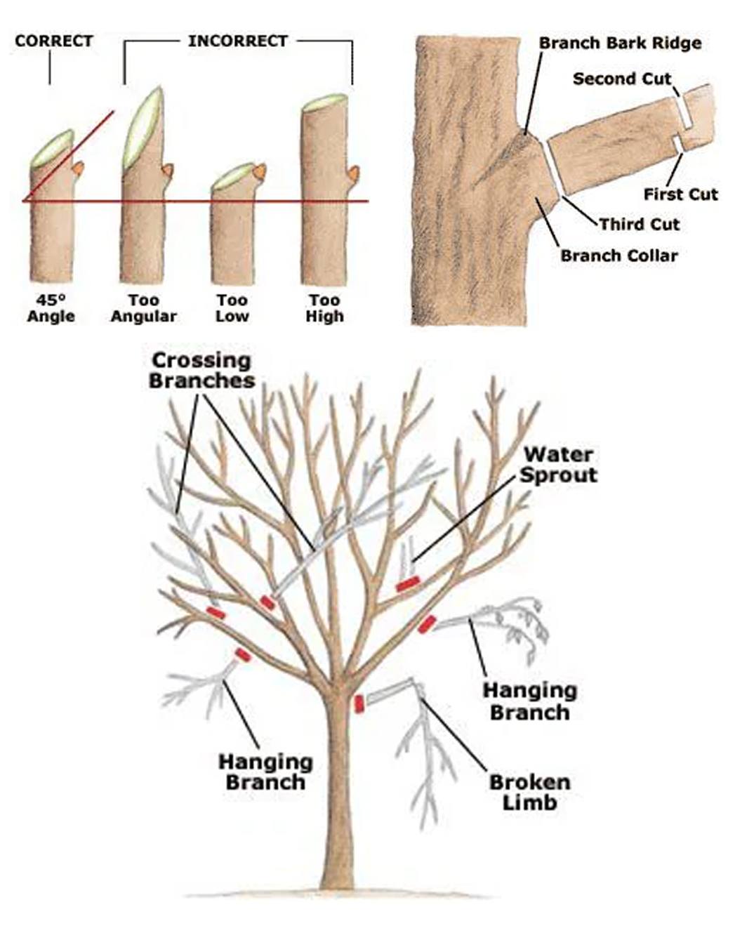 How and When to Prune Trees and Shrubs