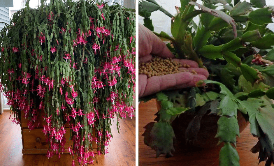 7 Secrets To Make Christmas Cactus Bloom at Christmas