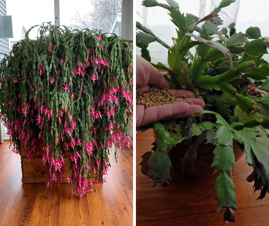 7 Secrets To Make Christmas Cactus Bloom at Christmas