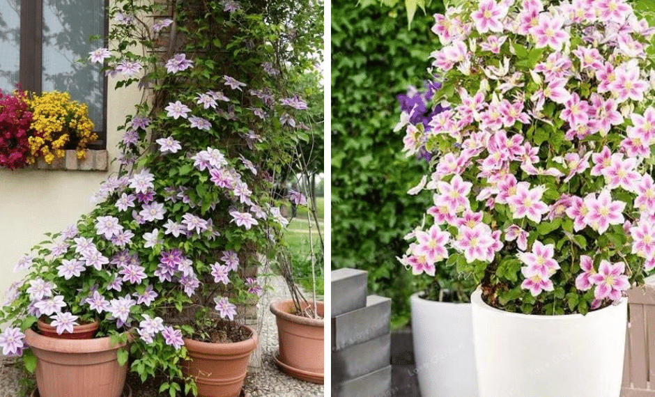 How to Grow Clematis in a Pot: A Complete Guide to Thriving Container Vines
