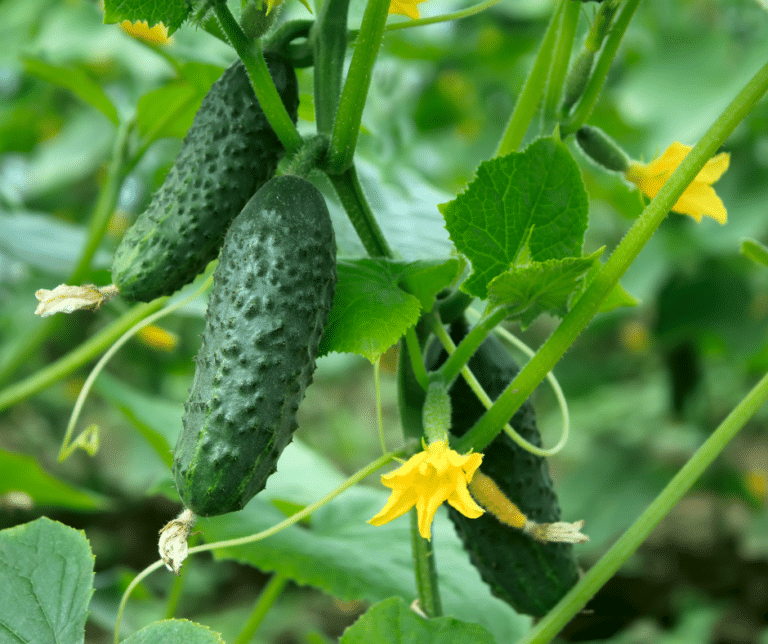 The Ultimate Guide to Growing Exceptional Cucumbers