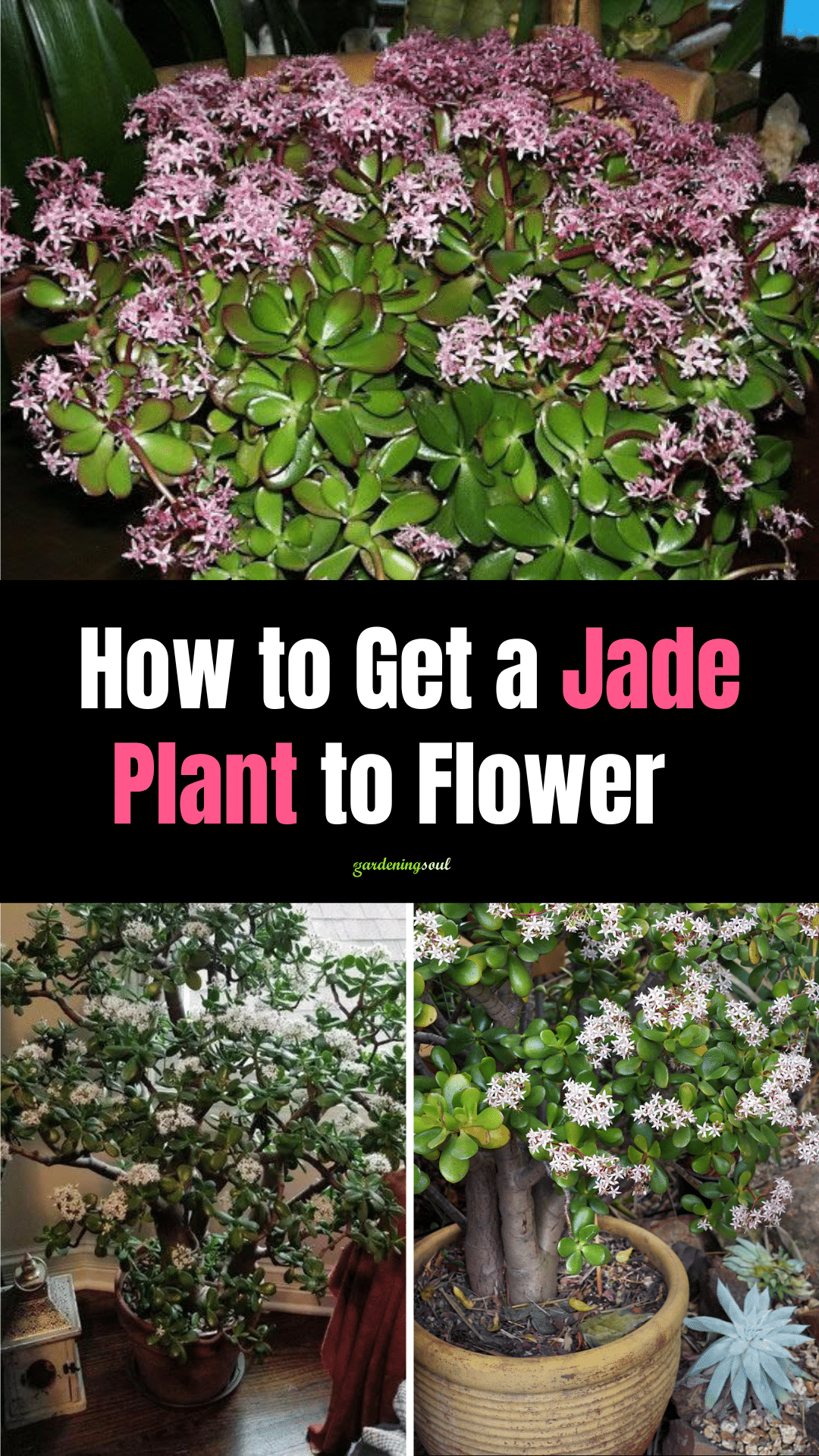 How to Get a Jade Plant to Flower