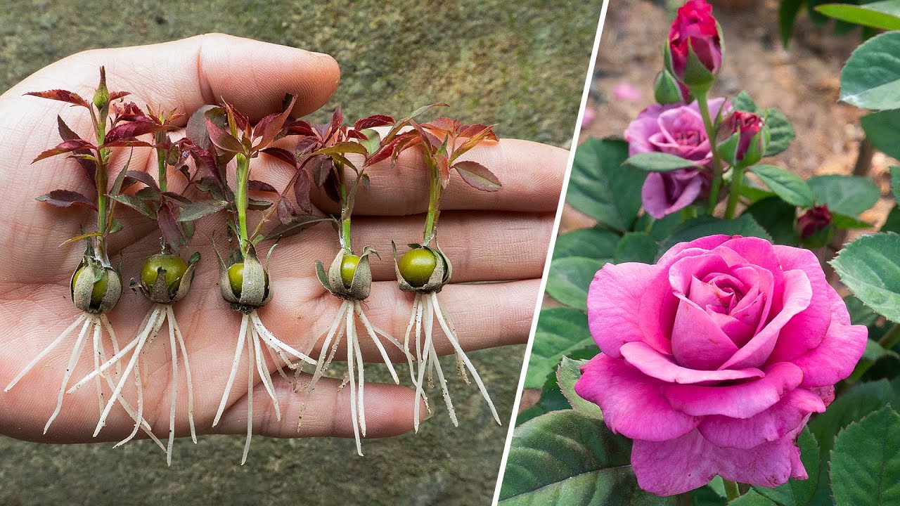 How to Grow Roses from Buds: A Complete Guide to Propagating Beautiful ...