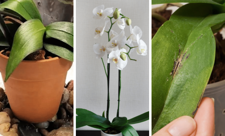 Orchid Leaves Falling Off? 8 Reasons and Solutions