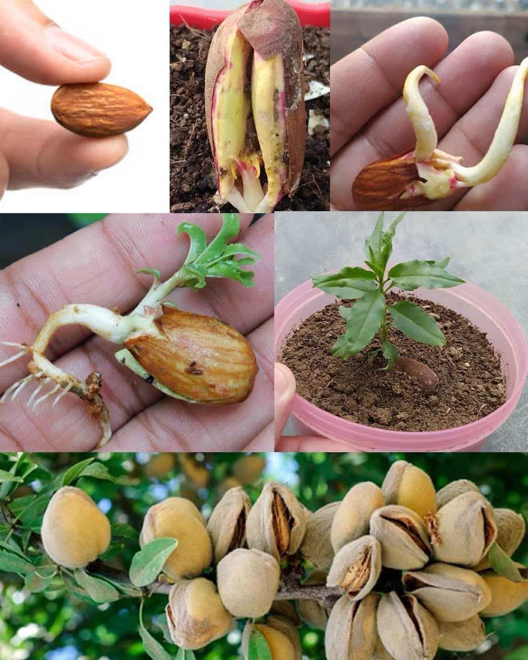 How to Grow an Almond Tree from Seeds at Home