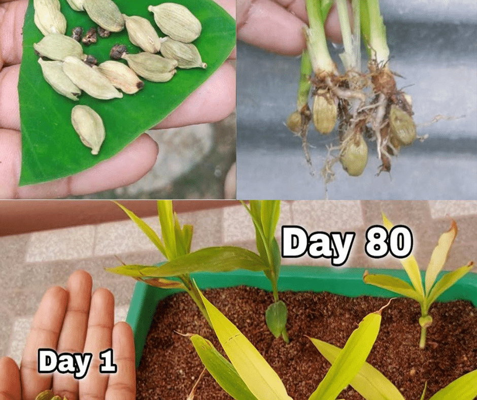 How to Plant and Grow a Cardamom Plant