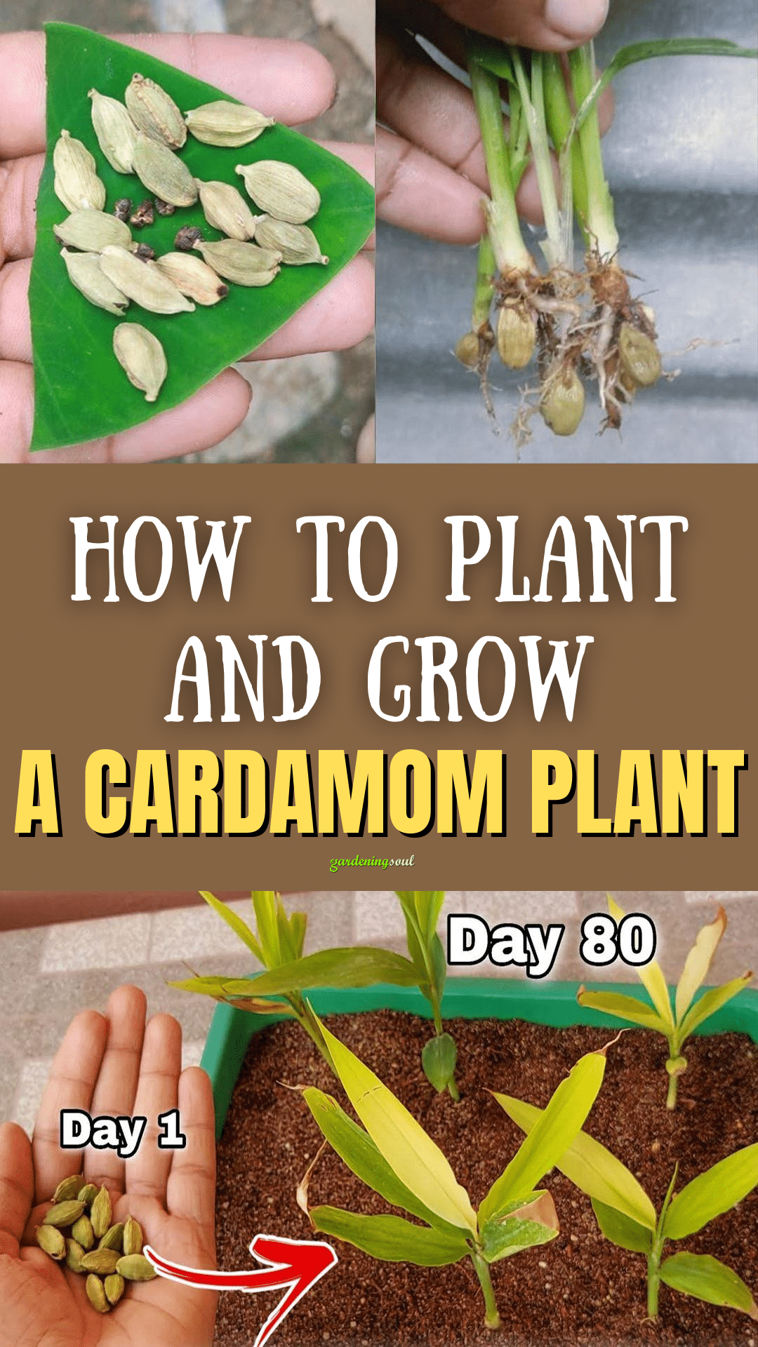 How to Plant and Grow a Cardamom Plant