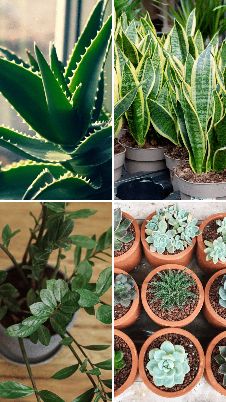 10 Plants That Never Die Even If You Try to Kill Them