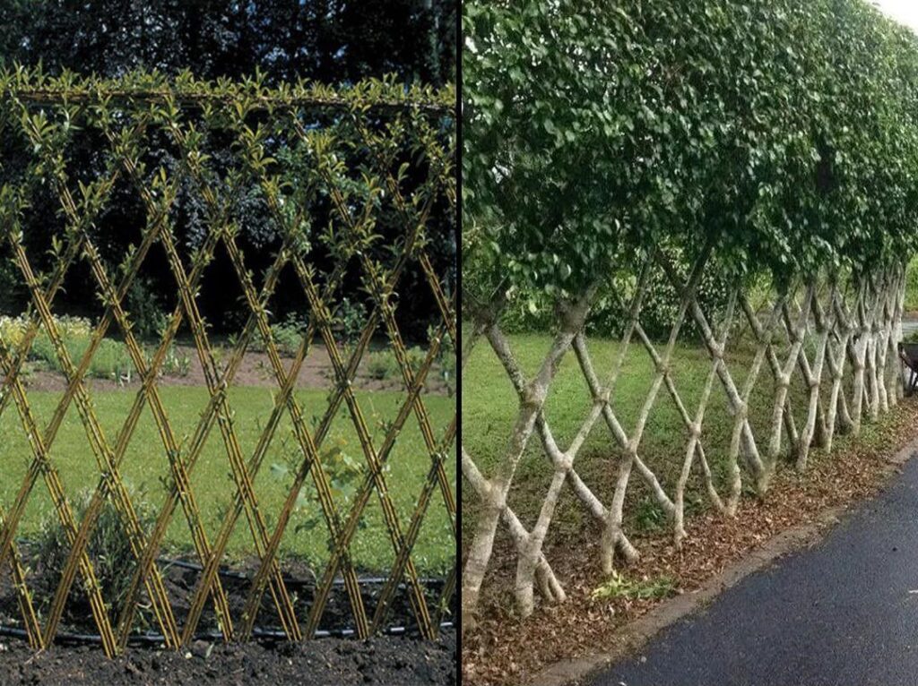 How To Make A Living Fence For Your Garden