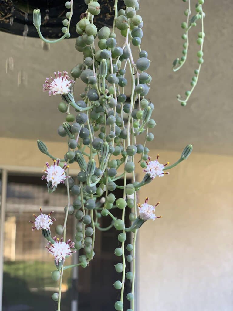 How to Make a String Of Pearls to Bloom (Highly Fragrant & Rare)