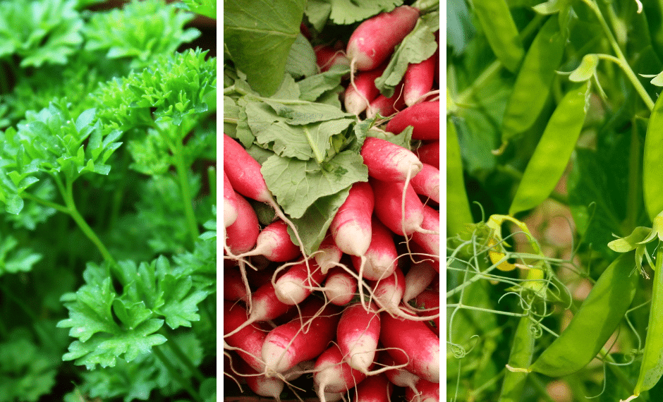 20 Best Plants to Grow in March