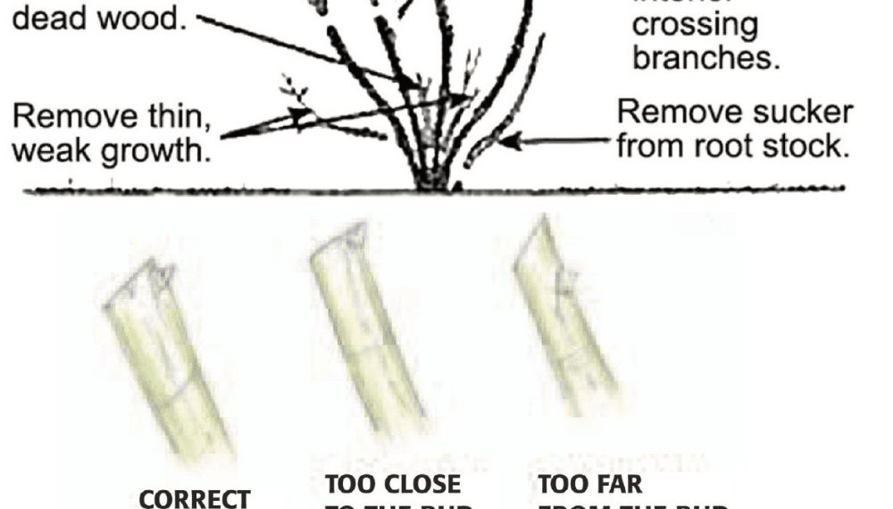 How To Prune Roses In 6 Simple Steps