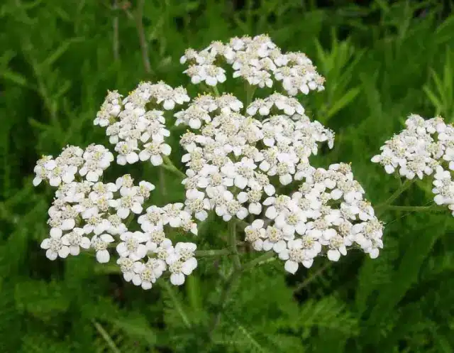 Yarrow Plant: Exploring the Timeless Elegance and Healing Marvels
