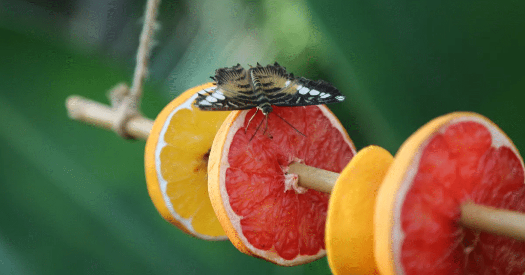 5 DIY Butterfly Feeder Ideas To Attract Butterflies in Your Garden