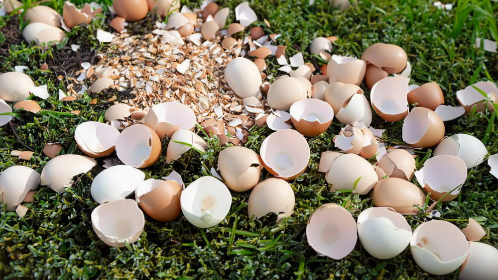 Using Eggshells for Tomatoes for Bumper Harvest