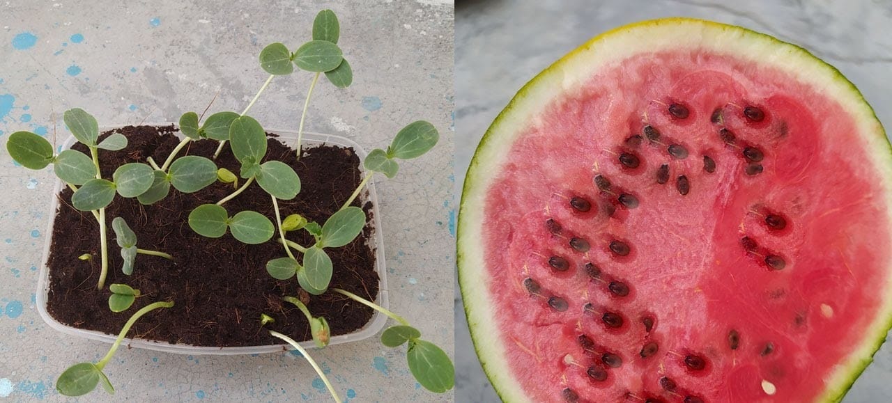 Beginner's Guide: How to Successfully Grow Watermelons from Seeds