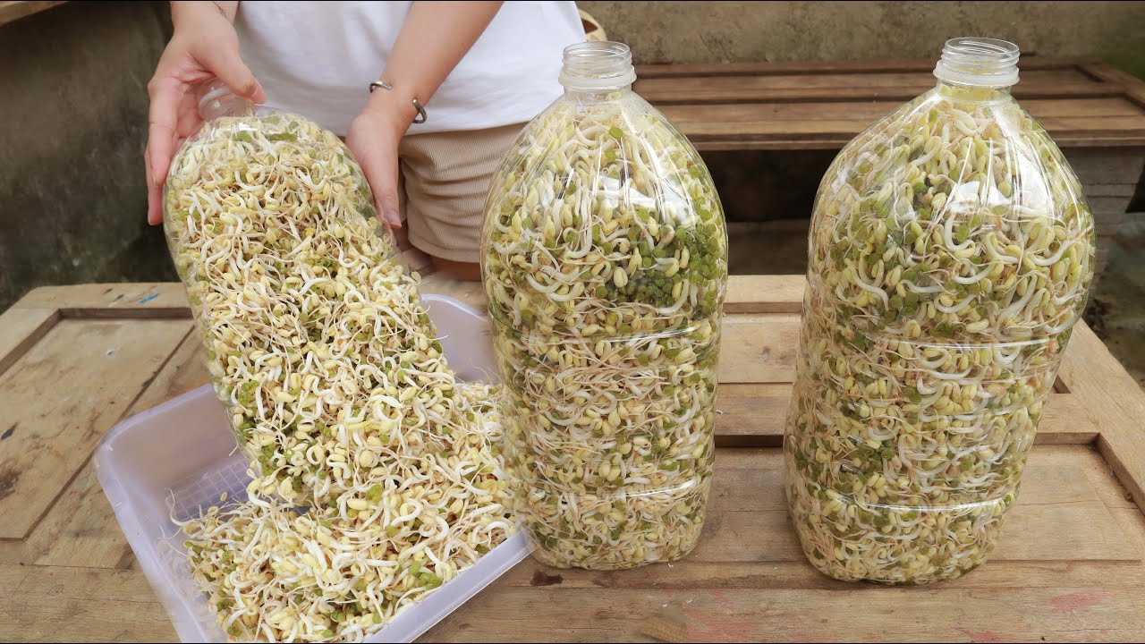 Growing Plump, White Bean Sprouts at Home Using Plastic Bottles: A ...