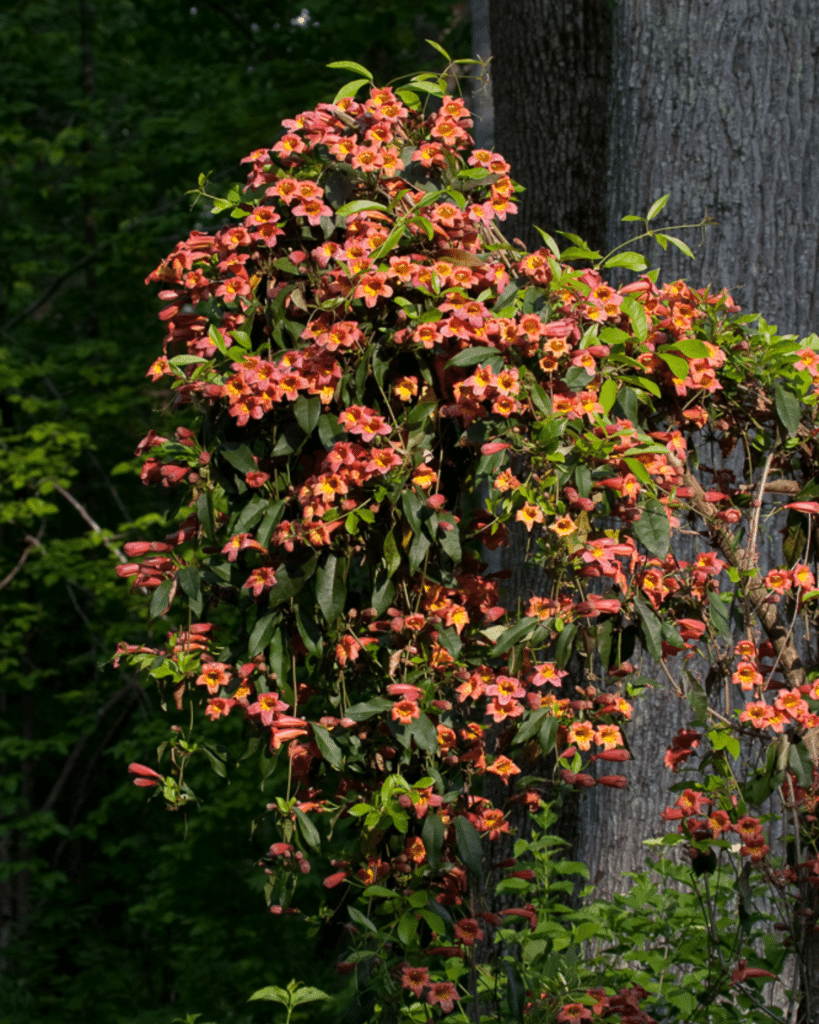 15 Beautiful Vines That Grow on Trees