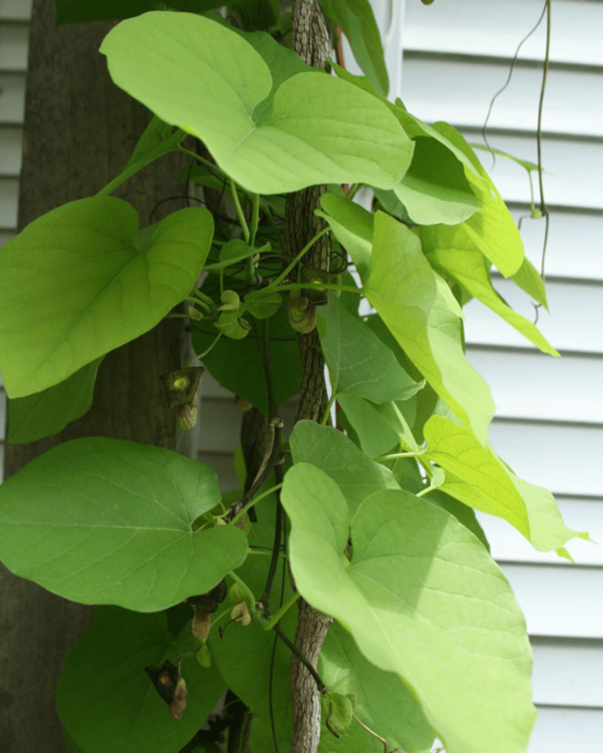 15 Beautiful Vines That Grow on Trees