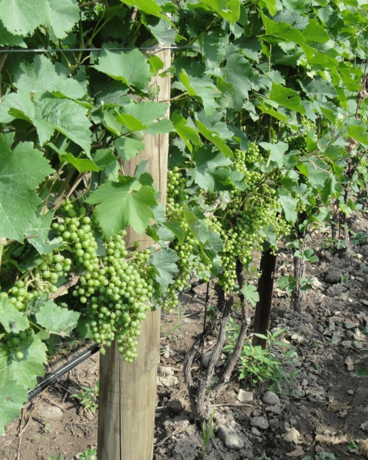 15 Beautiful Vines That Grow on Trees