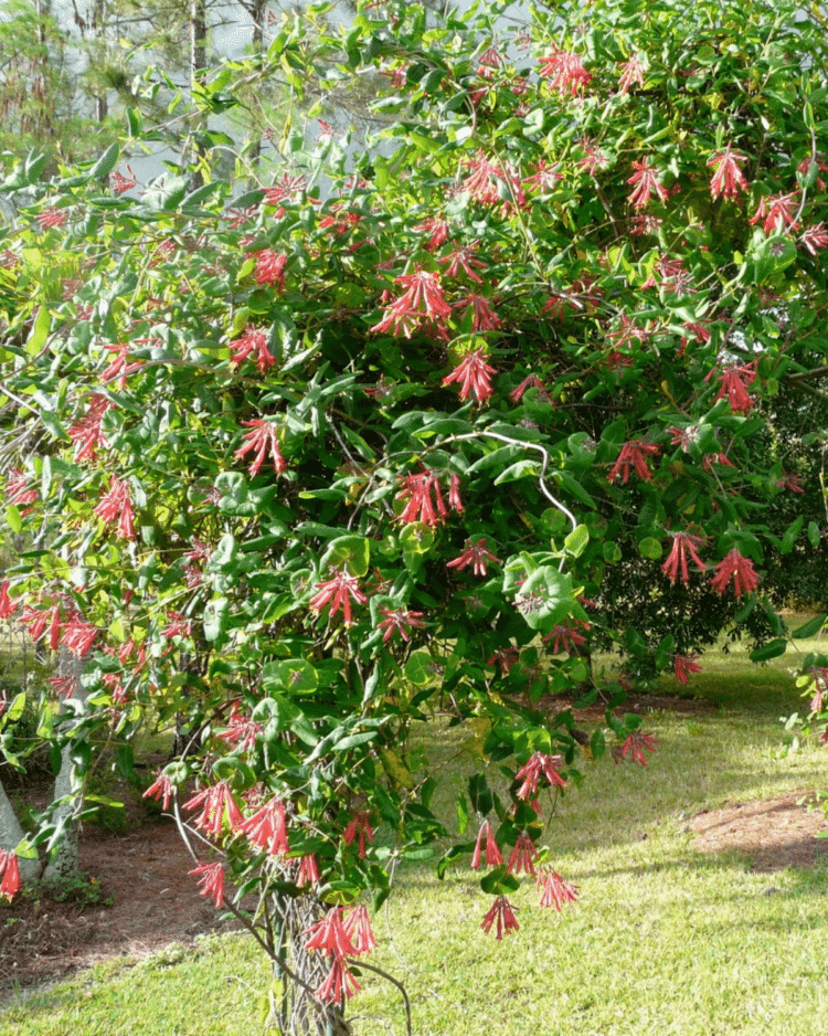15 Beautiful Vines That Grow on Trees