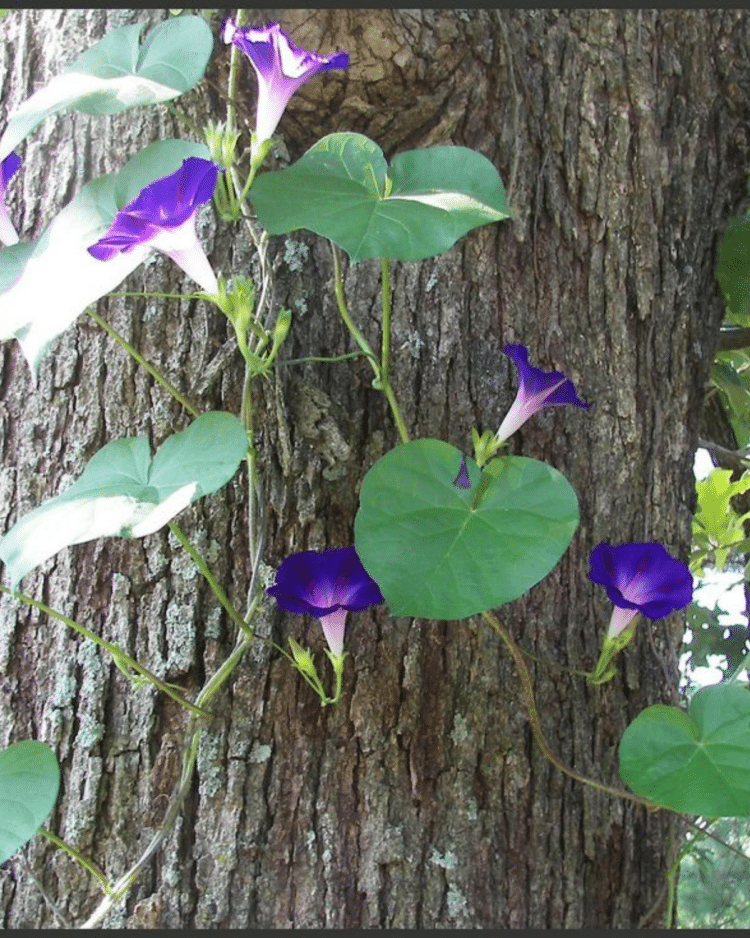 15 Beautiful Vines That Grow on Trees
