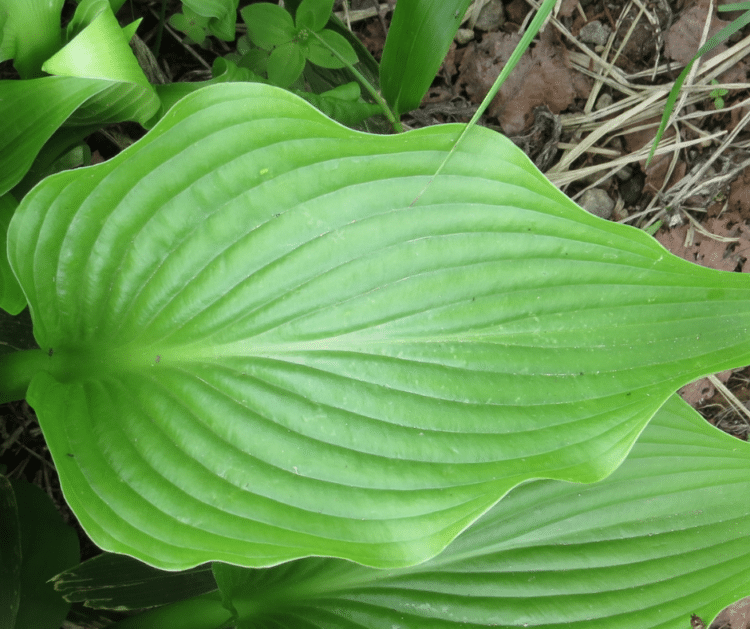 Are Hostas Edible? How To Harvest & Eat A Perennial Favorite