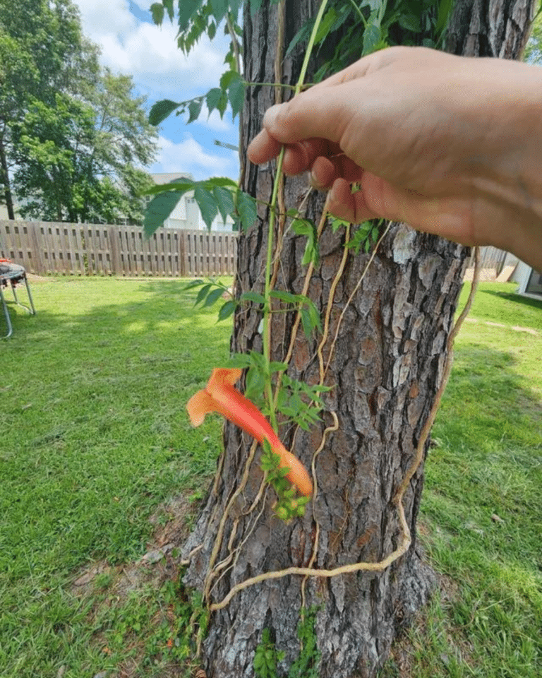 15 Beautiful Vines That Grow on Trees