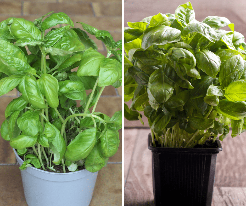 Grow Unlimited Basil Plants in One Pot This Way